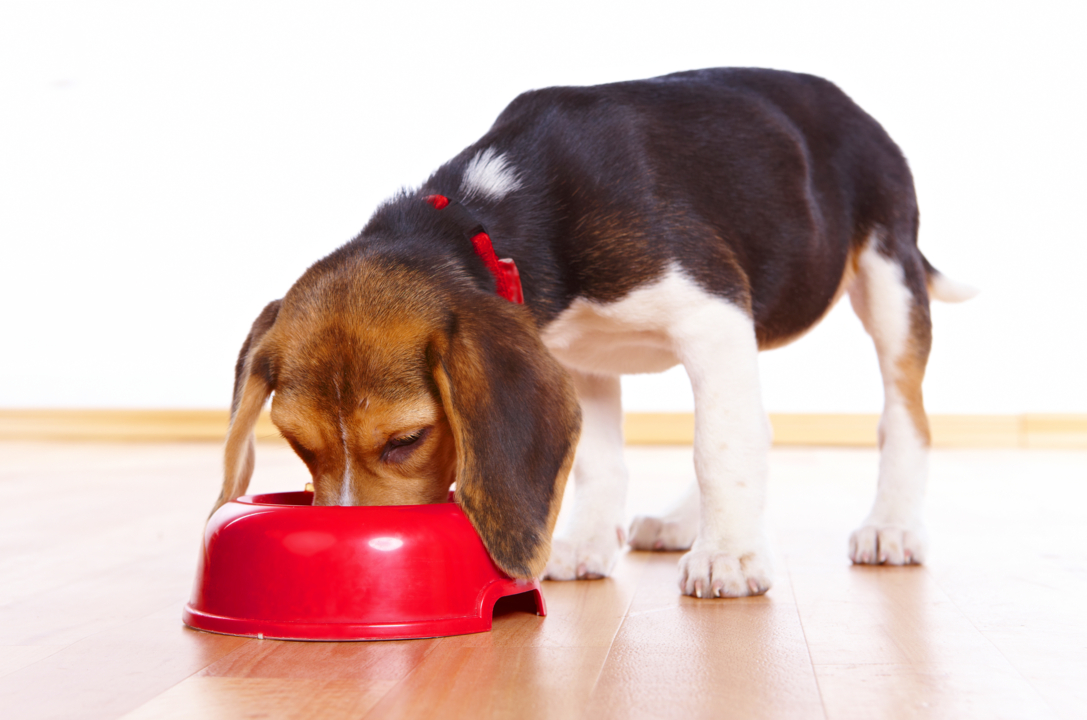 Hundefoder | Danish Agro Shoppen